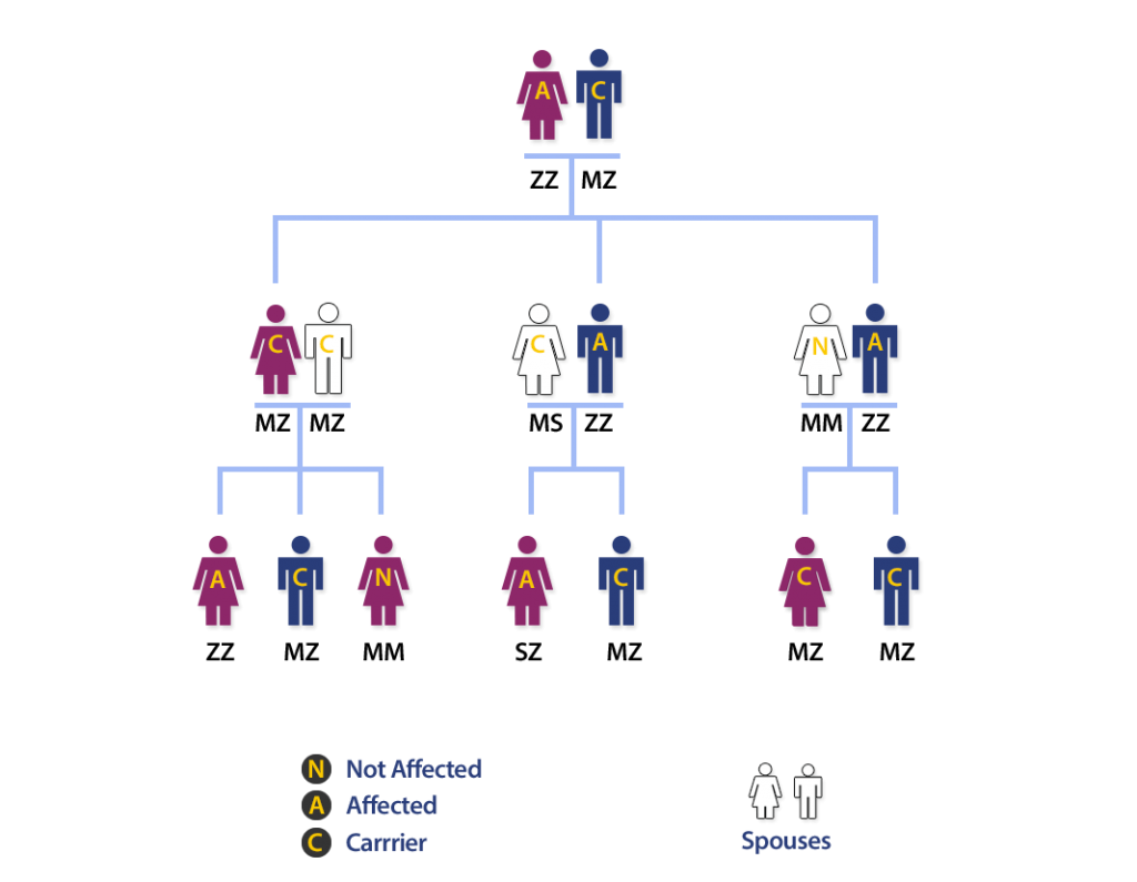 Alpha-1 Genetics - AlphaNet