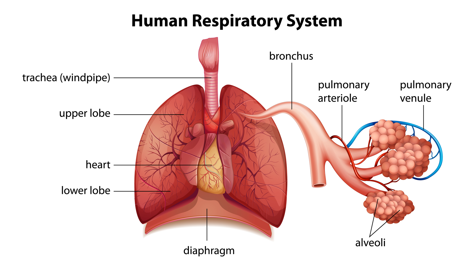 Your Respiratory System What It Is And How It Works AlphaNet